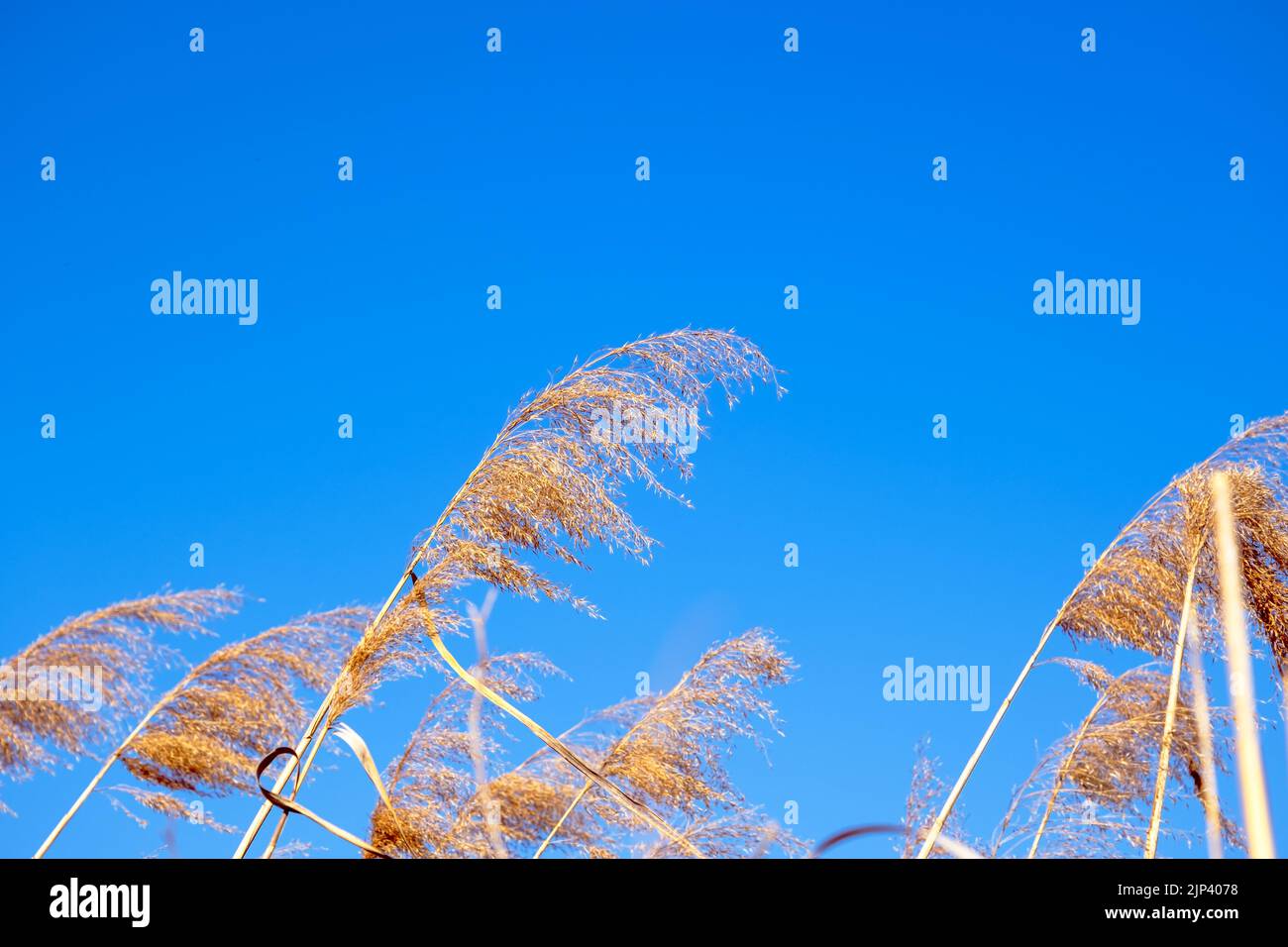 dried rush in the wind with blue sky Stock Photo - Alamy