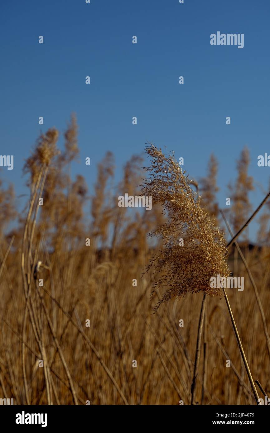 dried rush in the wind with blue sky Stock Photo - Alamy