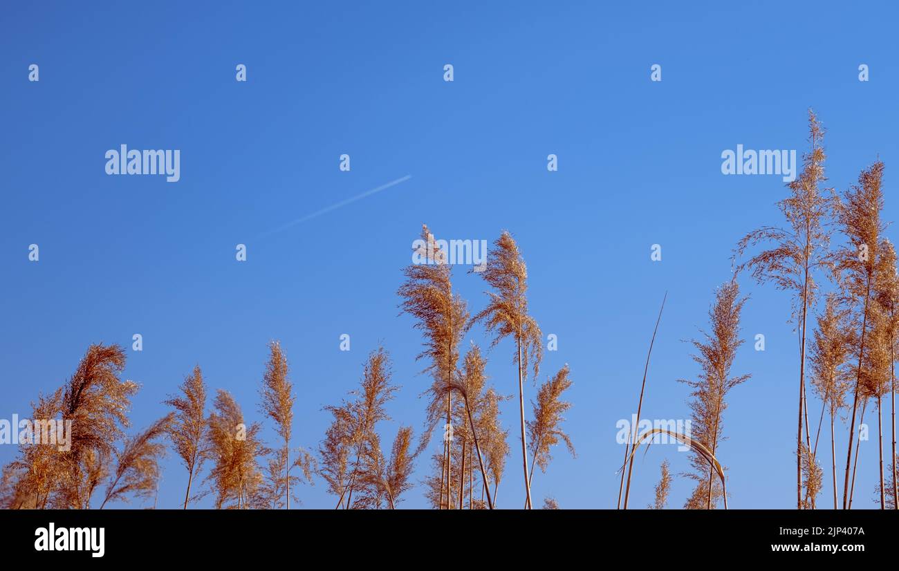 Tall brown grass blowing in hi-res stock photography and images - Alamy
