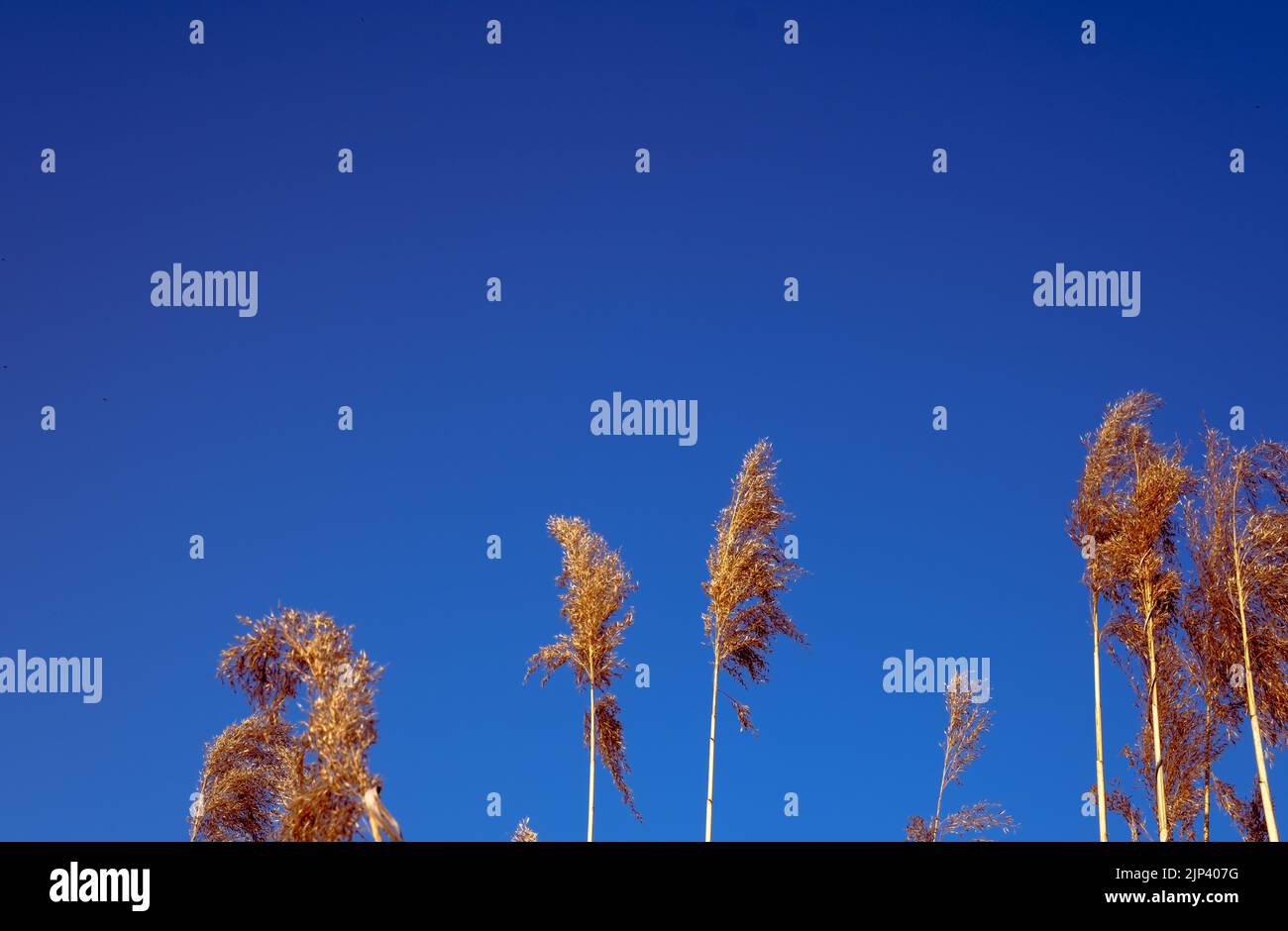 dried rush in the wind with blue sky Stock Photo - Alamy