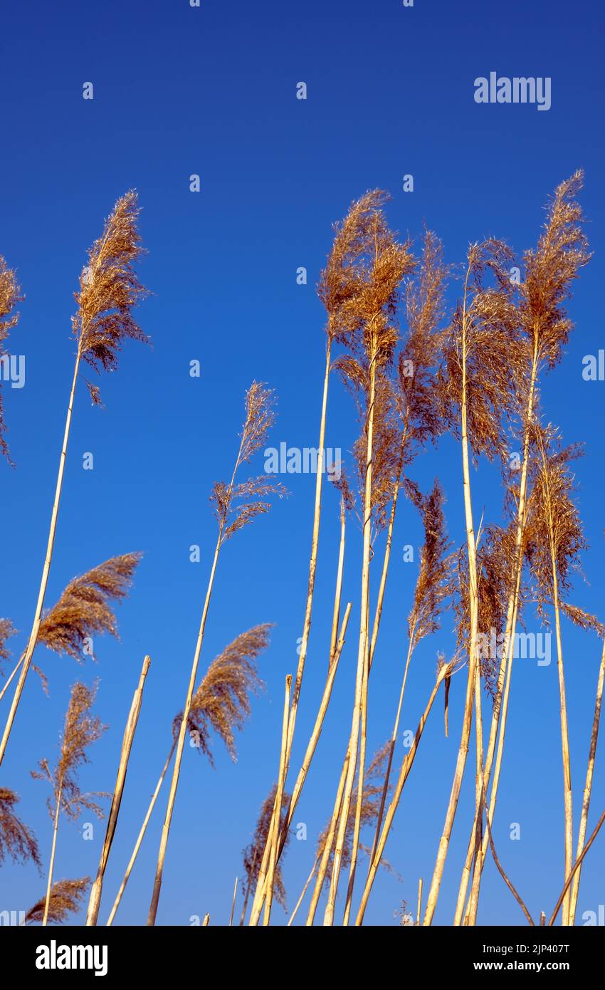 dried rush in the wind with blue sky Stock Photo - Alamy