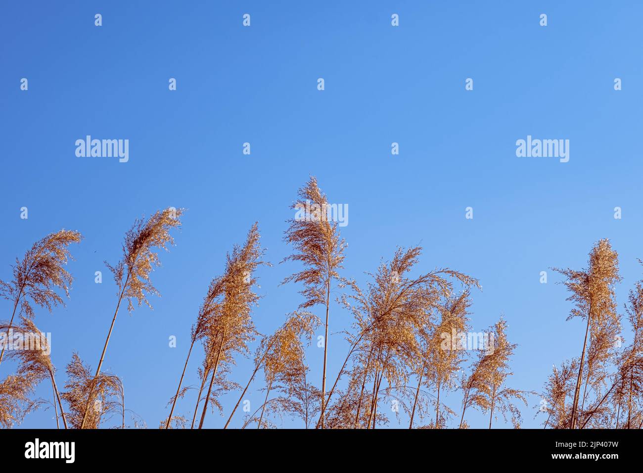 dried rush in the wind with blue sky Stock Photo - Alamy