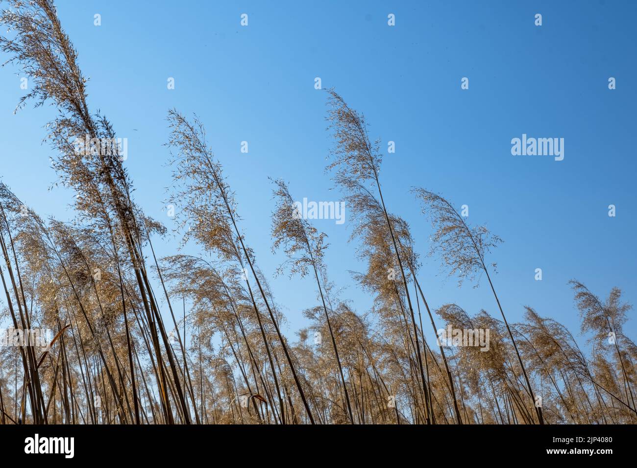 dried rush in the wind with blue sky Stock Photo - Alamy