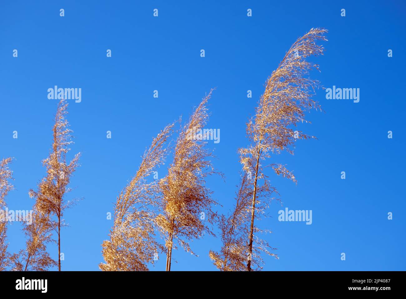 dried rush in the wind with blue sky Stock Photo - Alamy