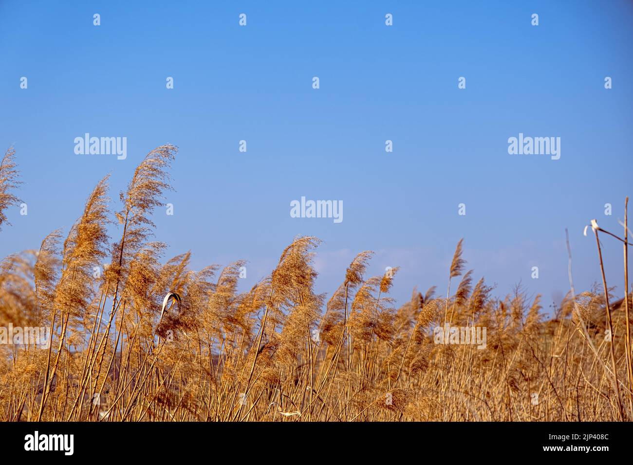 dried rush in the wind with blue sky Stock Photo - Alamy