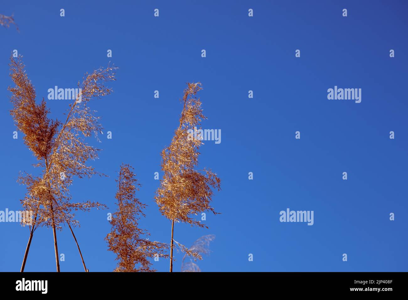 Tall brown grass blowing in hi-res stock photography and images - Alamy