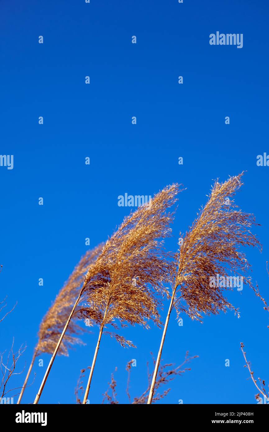 dried rush in the wind with blue sky Stock Photo - Alamy