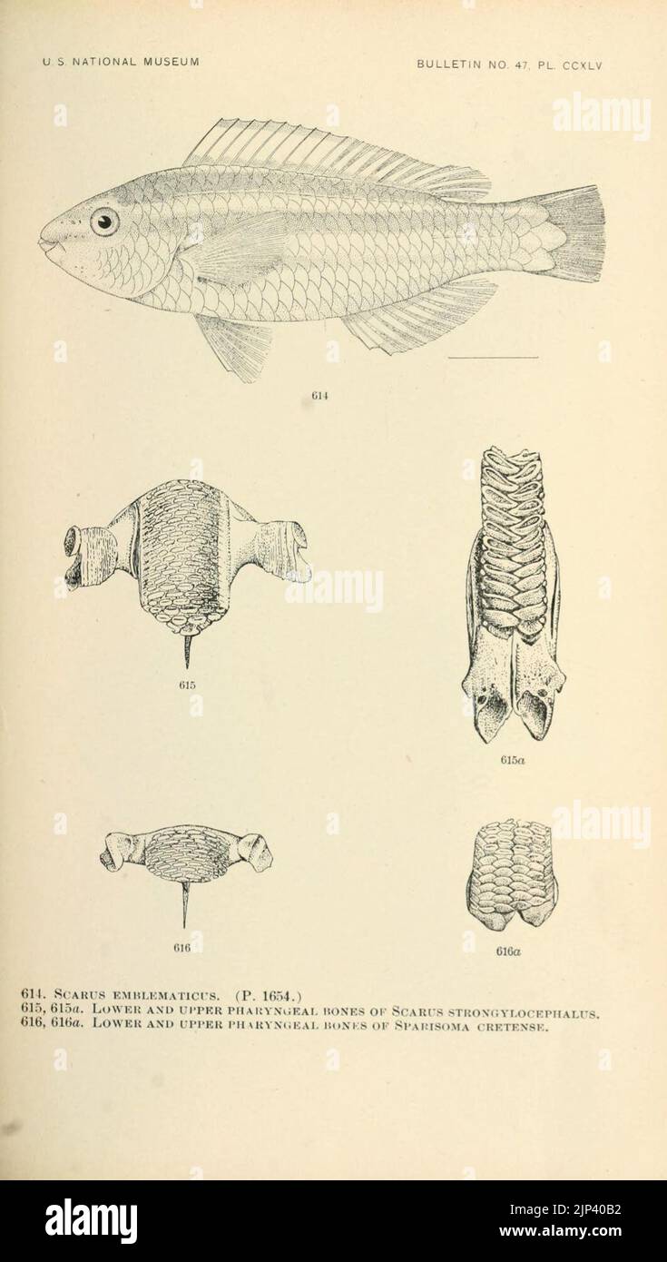 The fishes of North and Middle America (Pl. CCXLV) (7983501133 Stock ...