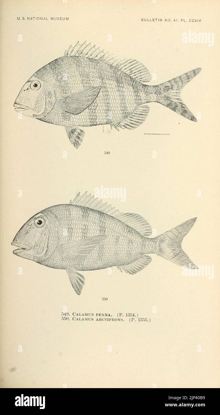 The fishes of North and Middle America (Pl. CCXIV) (7983483083 Stock ...