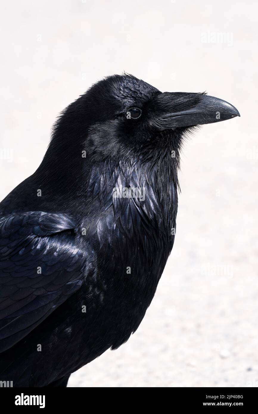 A vertical shot of a raven in a profile on a white background Stock ...
