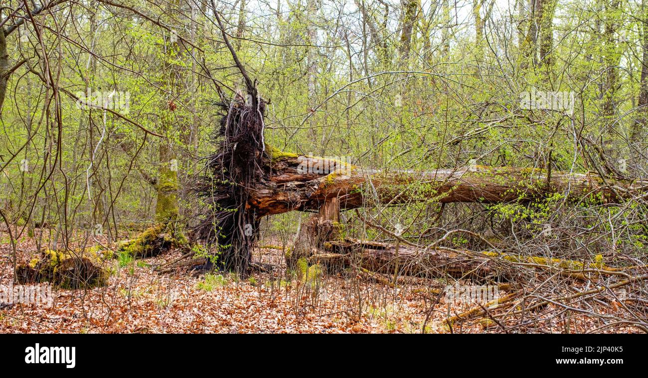 fallen tree in the forest Stock Photo - Alamy