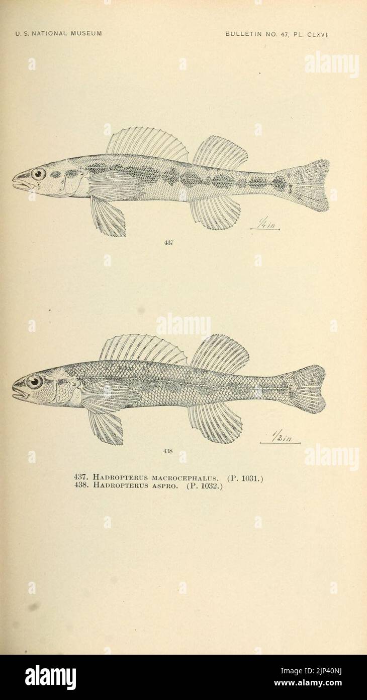 The fishes of North and Middle America (Pl. CLXVI) (7983456900 Stock ...