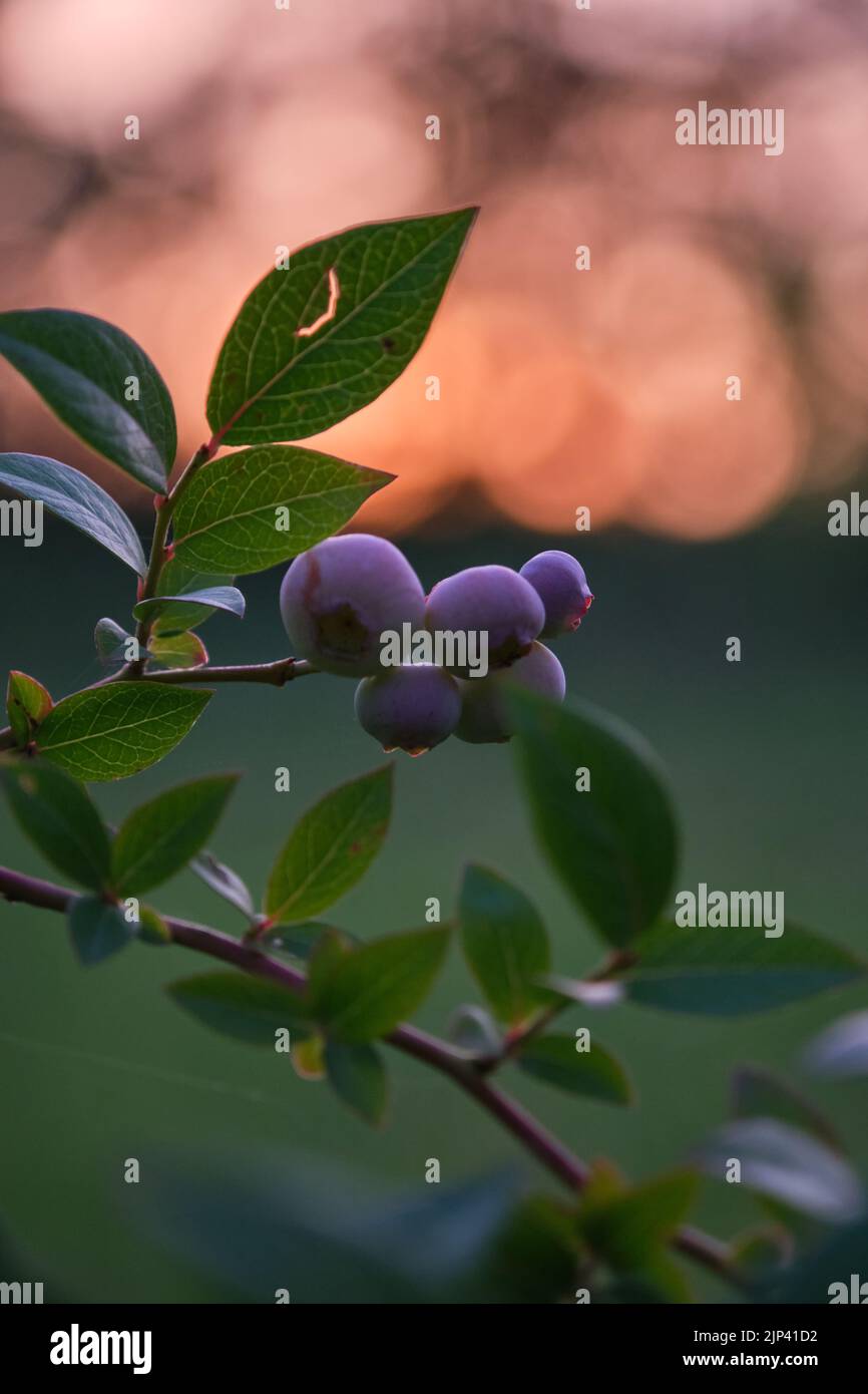 A vertical selective focus of blueberries growing on a branch in the ...