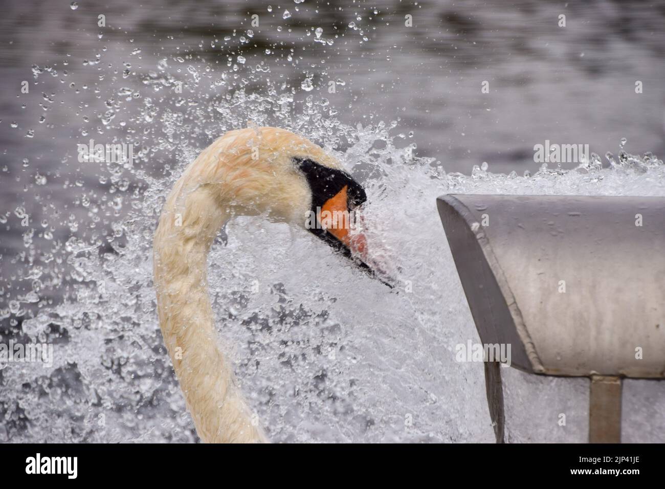 London, England, UK. 15th Aug, 2022. A swan cools down at a water inlet ...