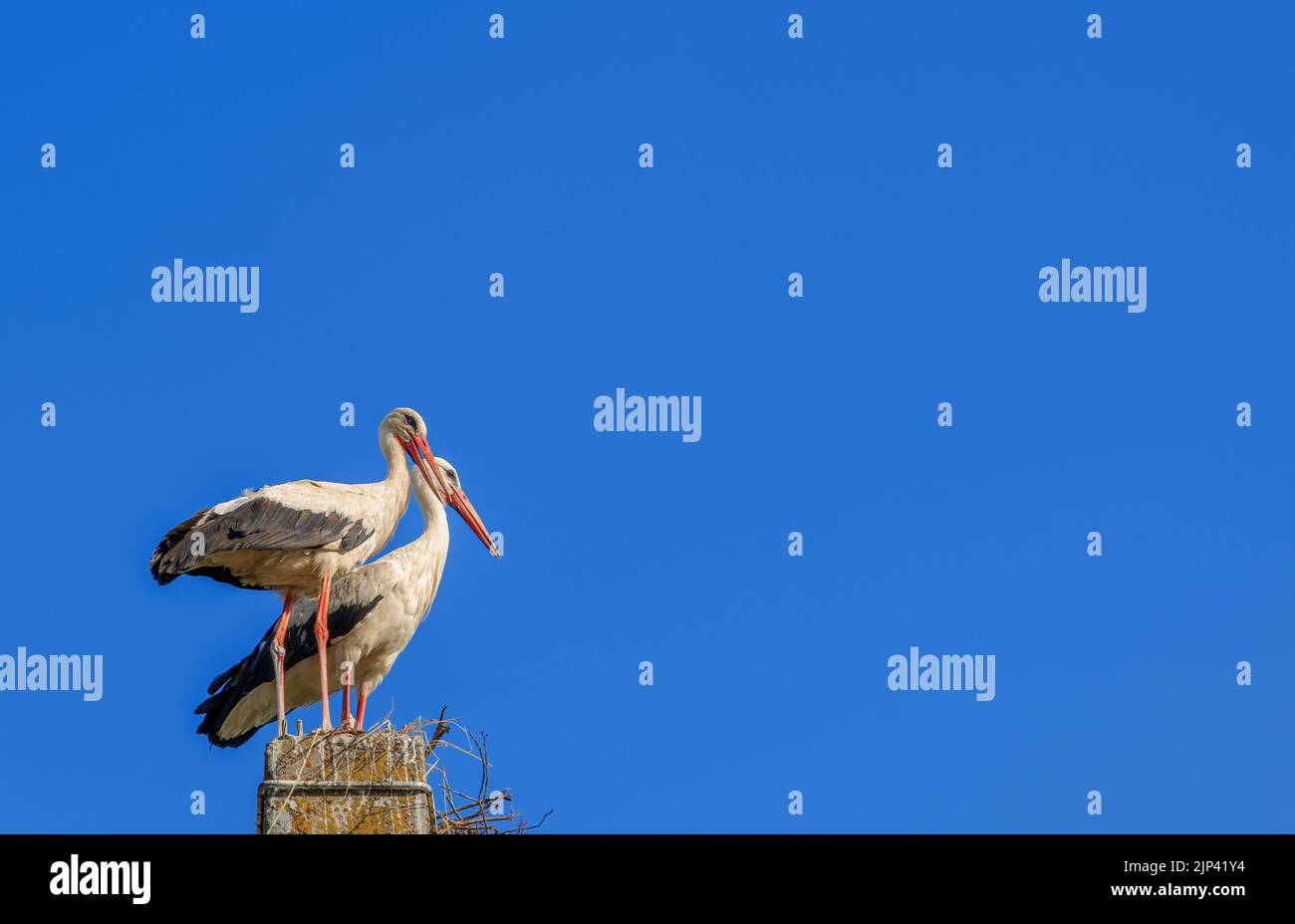 pair of storks on the pole Stock Photo - Alamy