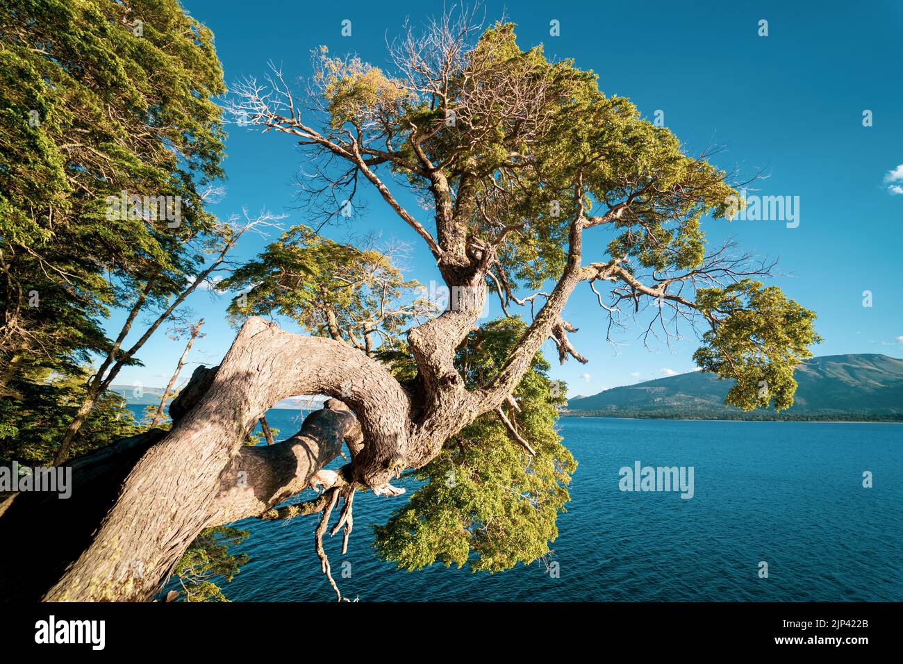 A closeup of a twisted tree rising above sea captured on a sunny day ...