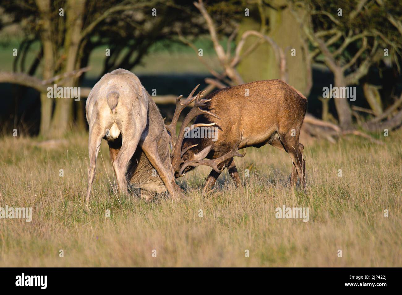Male animals fighting hi-res stock photography and images - Alamy