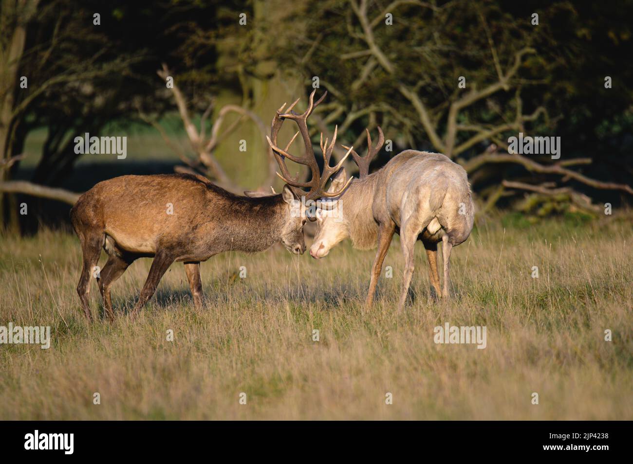 Male animals fighting hi-res stock photography and images - Alamy