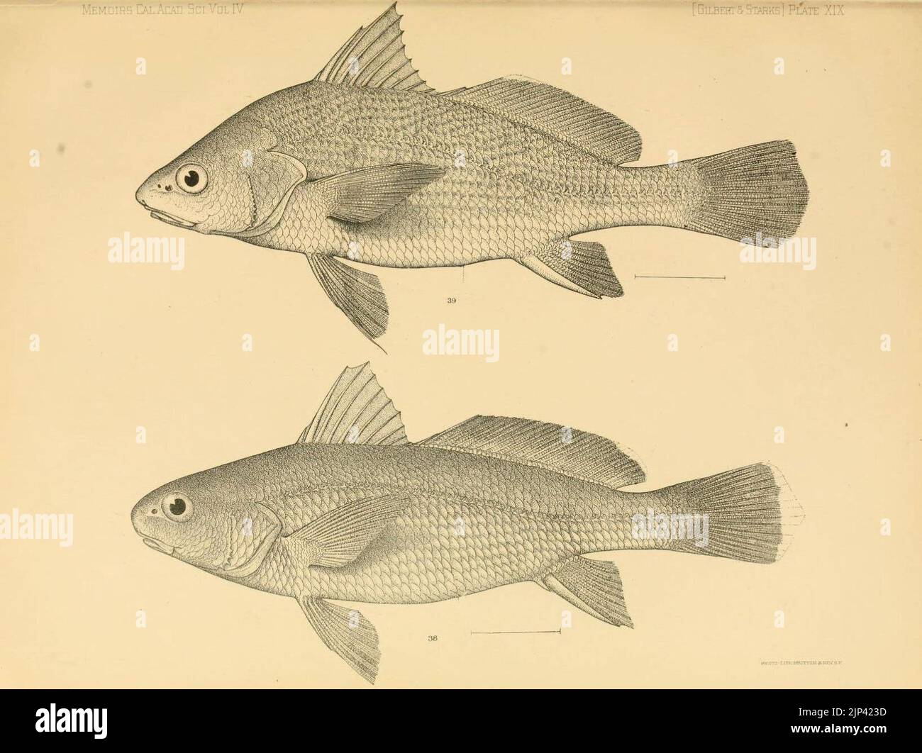 The fishes of Panama Bay (Plate XIX) (6353450853 Stock Photo - Alamy