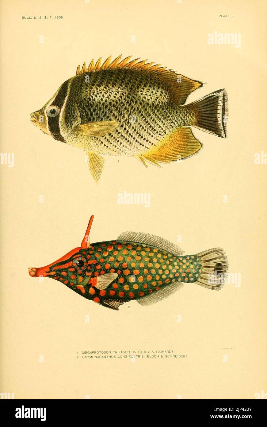 The fishes of Samoa (Plate L) (5998452211 Stock Photo - Alamy