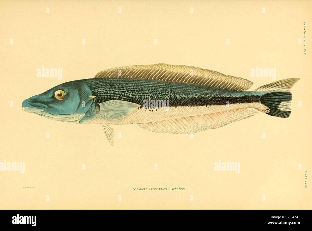 The fishes of Samoa (Plate XXXIX) (5998995840 Stock Photo - Alamy