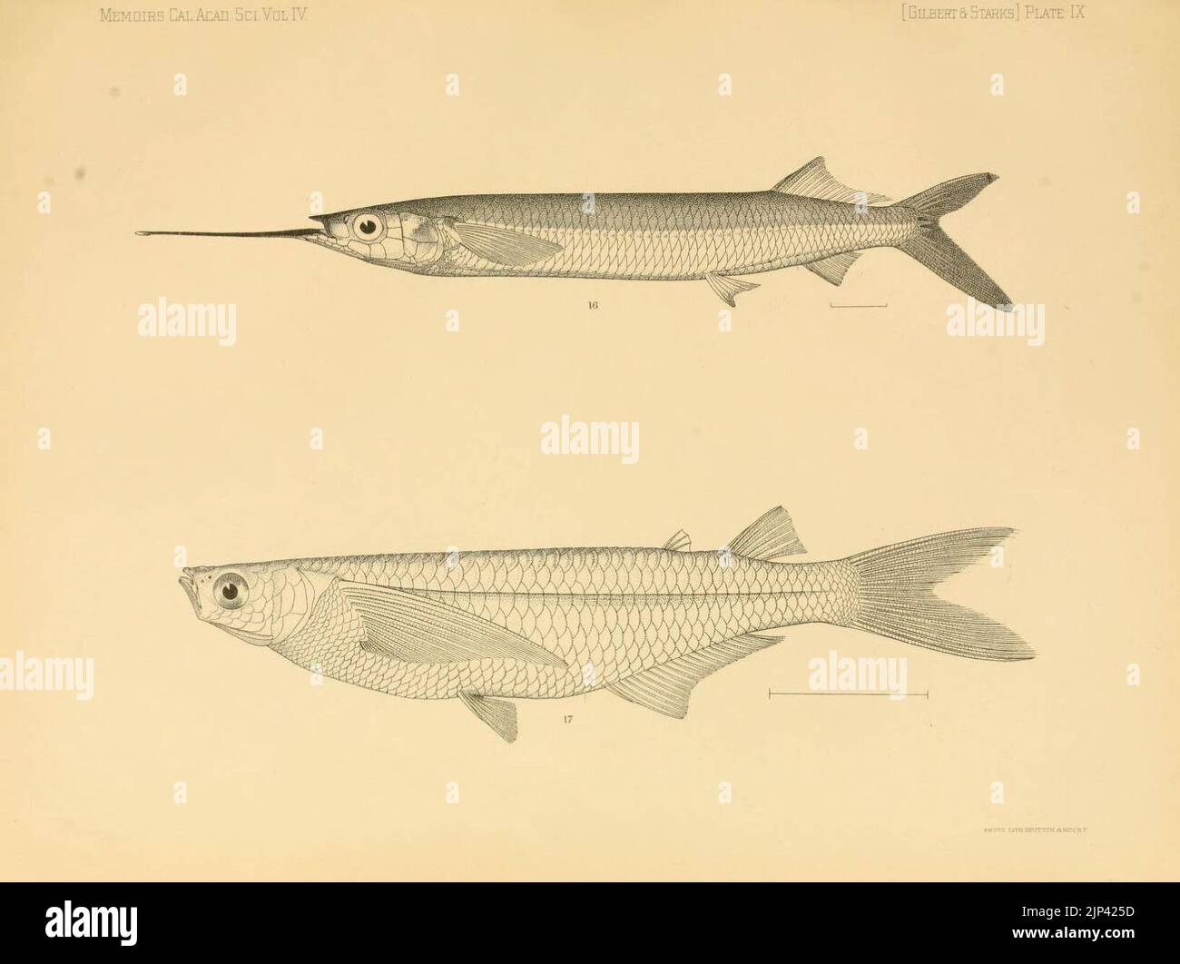 The fishes of Panama Bay (Plate IX) (6353447035 Stock Photo - Alamy