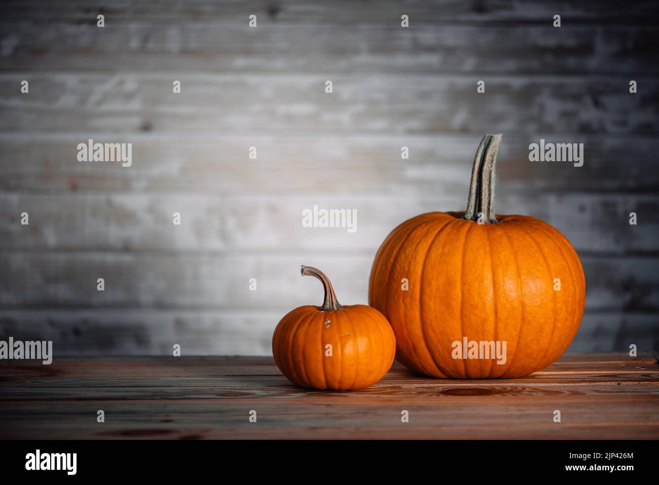 Two pumpkins on wooden table. Halloween and thanksgiving holiday and ...