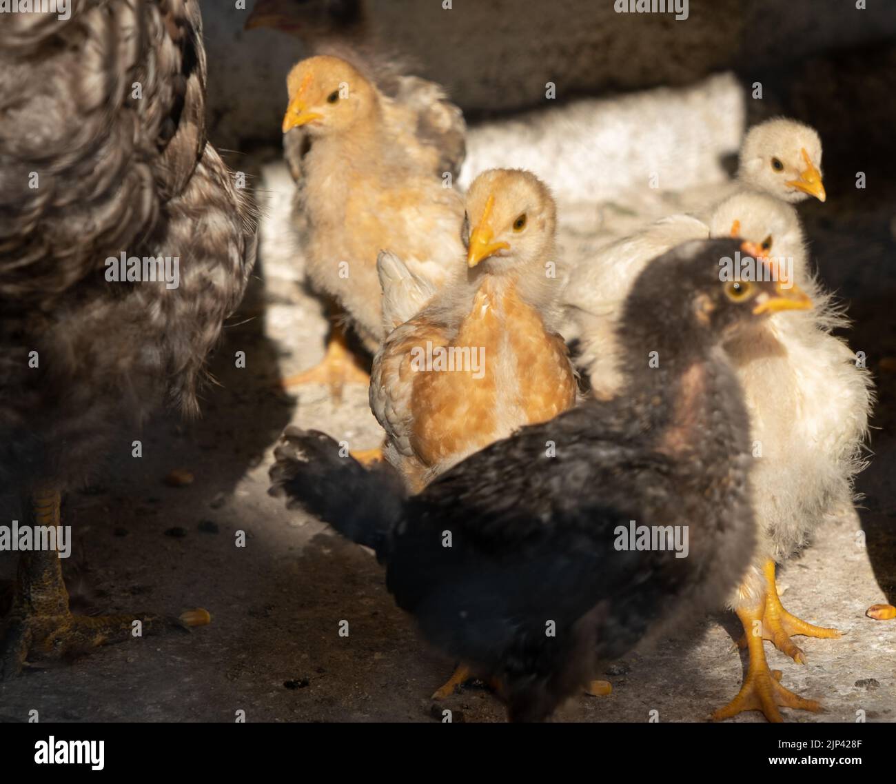 small chickens in the yard to the country behind the net Stock Photo ...