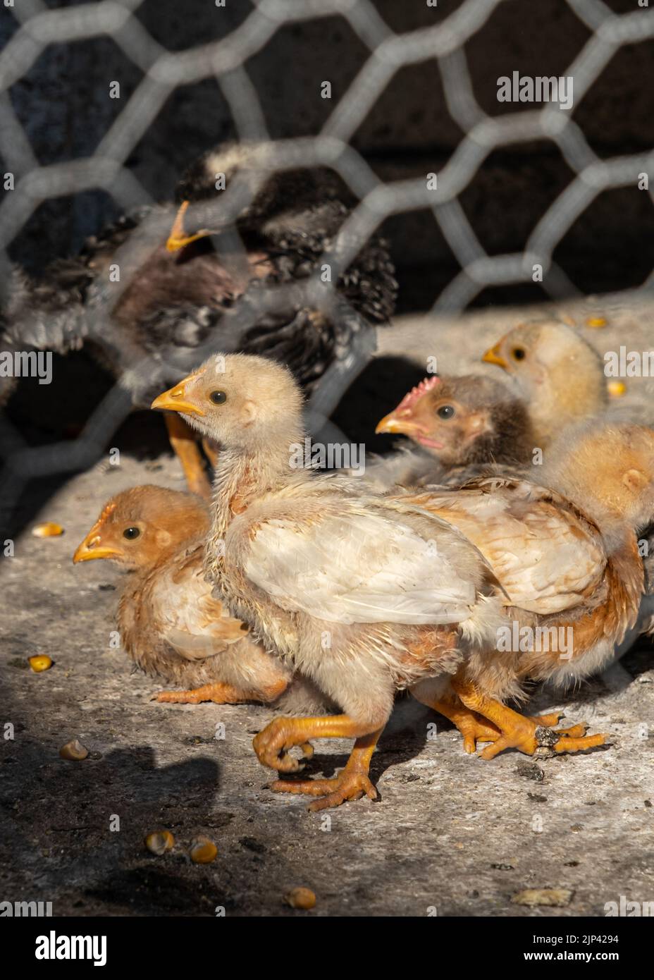 Baby chickens with rooster and female hi-res stock photography and ...