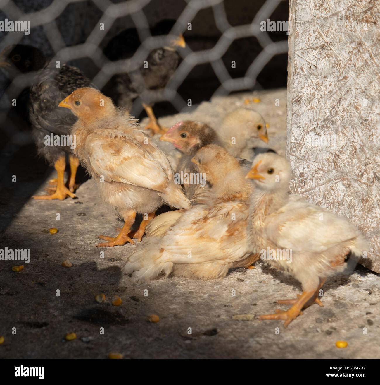 Baby chickens with rooster and female hi-res stock photography and ...
