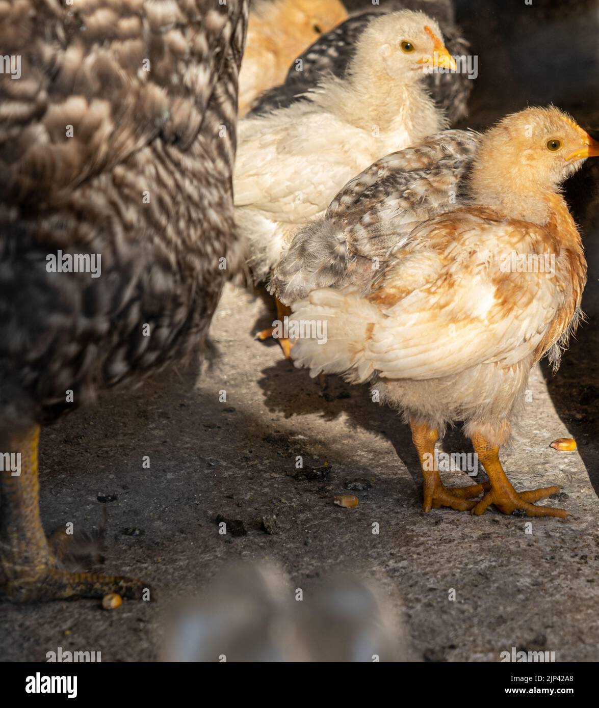 small chickens in the yard to the country behind the net Stock Photo ...