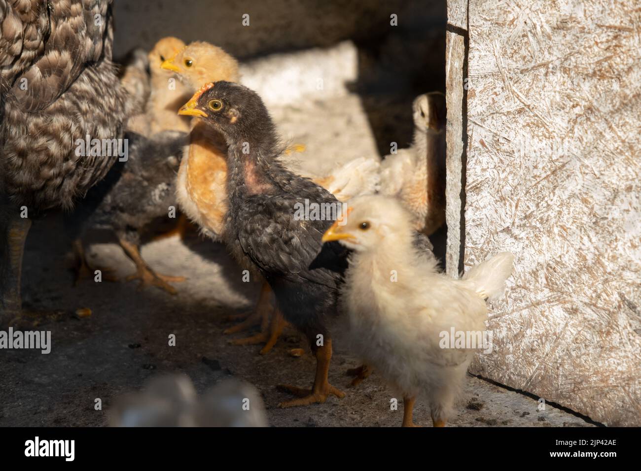 Baby chickens with rooster and female hi-res stock photography and ...
