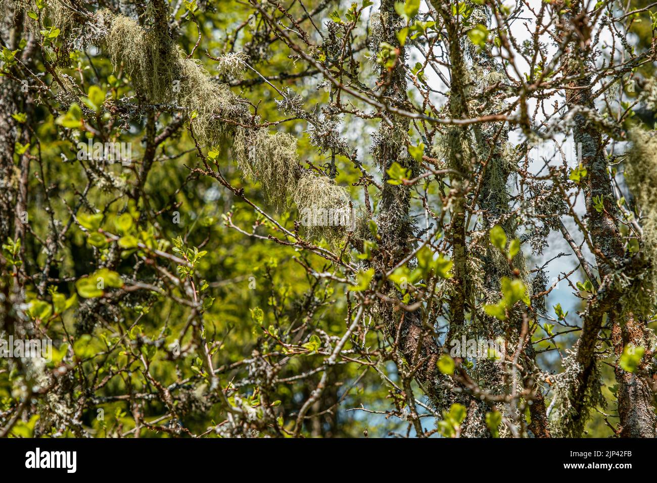 Straw beard lichen, other fungi and moss on the tree branch Stock Photo ...