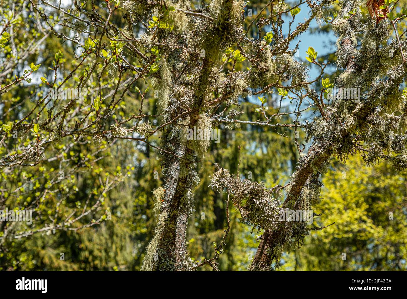 Straw beard lichen, other fungi and moss on the tree branch Stock Photo ...