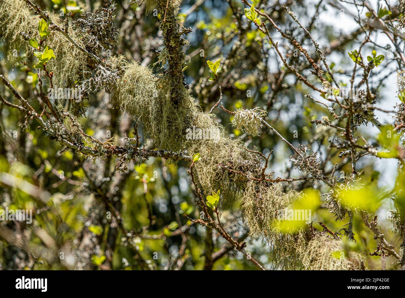 Straw beard lichen, other fungi and moss on the tree branch Stock Photo ...