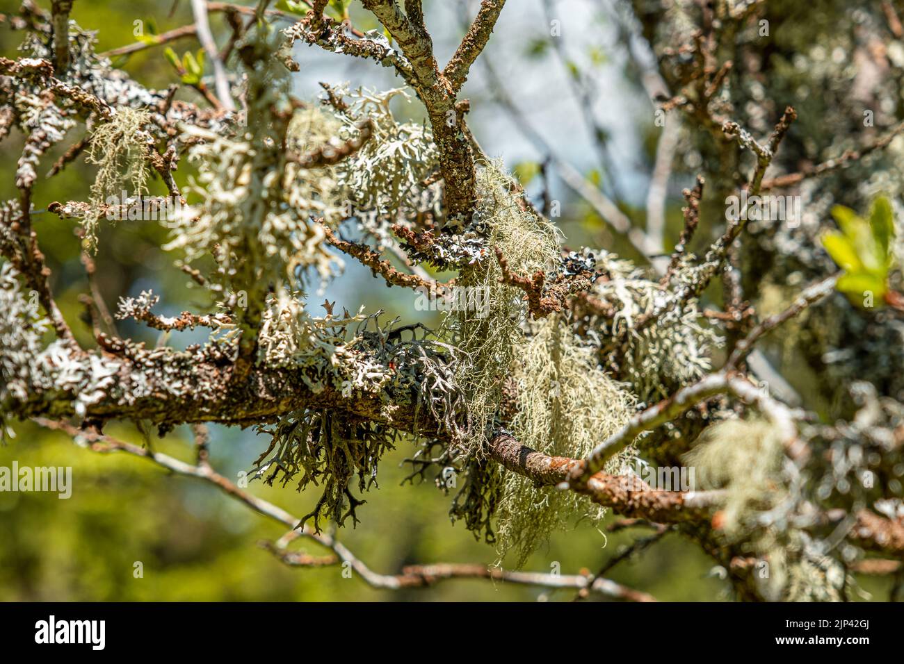 Straw beard lichen, other fungi and moss on the tree branch Stock Photo ...