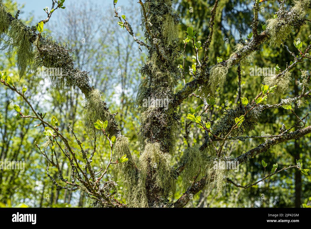 Straw beard lichen, other fungi and moss on the tree branch Stock Photo ...