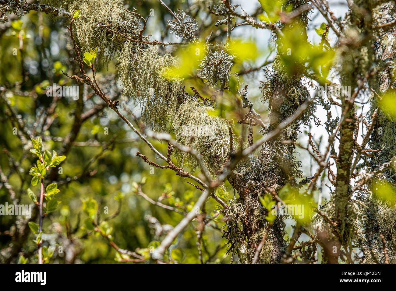 Straw beard lichen, other fungi and moss on the tree branch Stock Photo ...