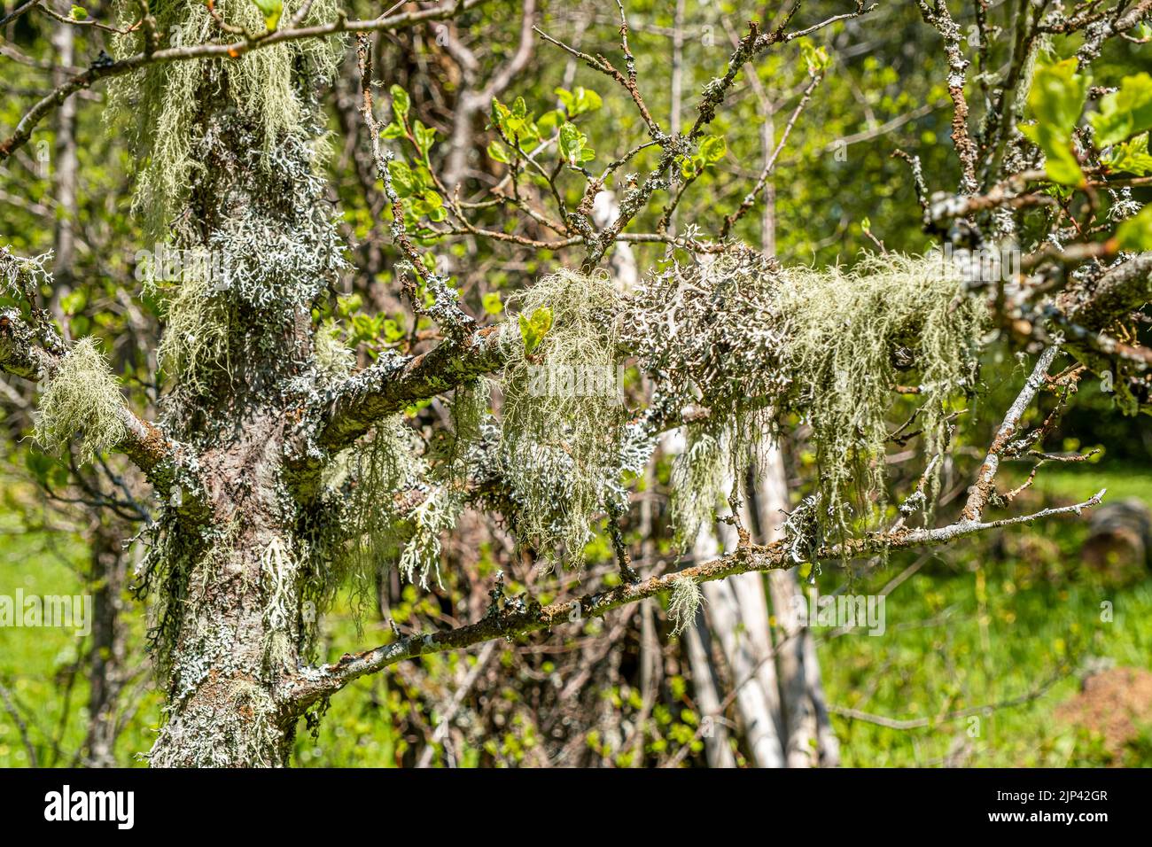 Straw beard lichen, other fungi and moss on the tree branch Stock Photo ...
