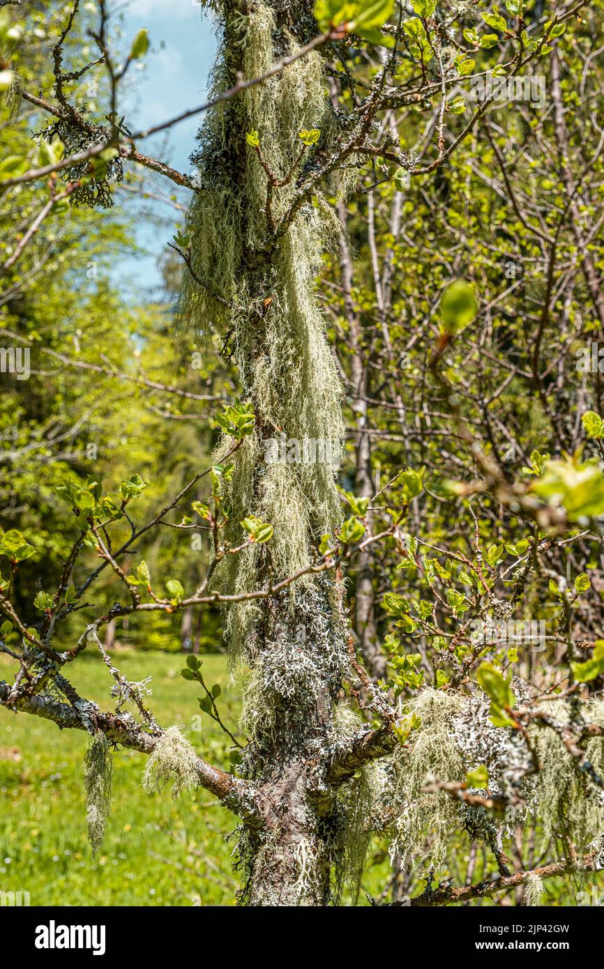 Straw beard lichen, other fungi and moss on the tree branch Stock Photo ...