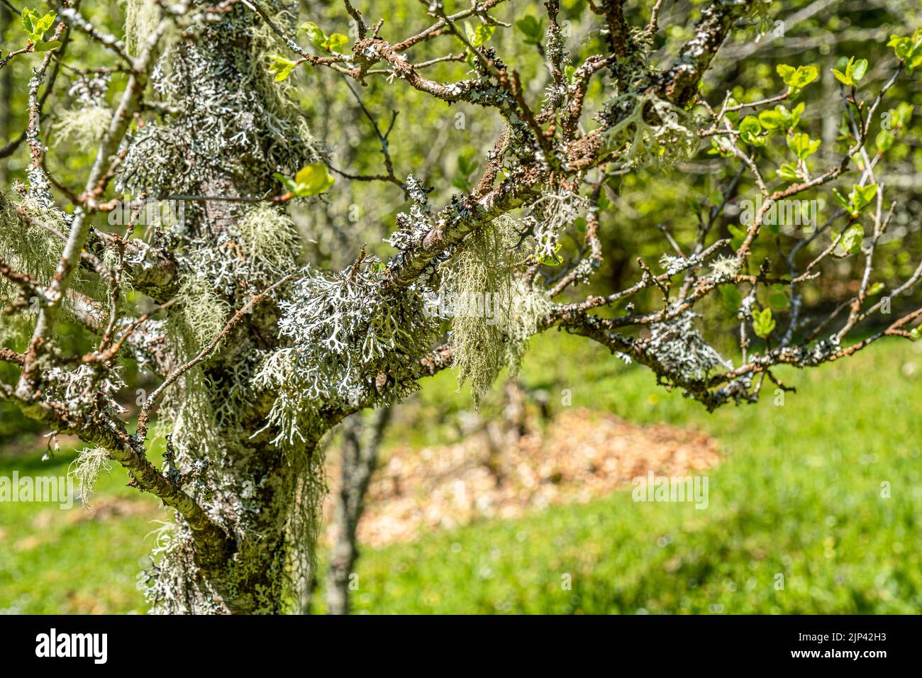 Straw beard lichen, other fungi and moss on the tree branch Stock Photo ...