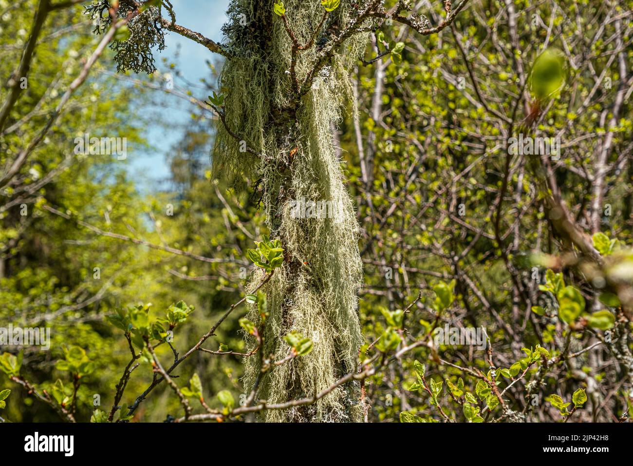 Straw beard lichen, other fungi and moss on the tree branch Stock Photo ...