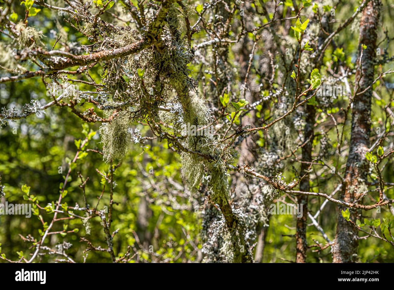 Straw beard lichen, other fungi and moss on the tree branch Stock Photo ...