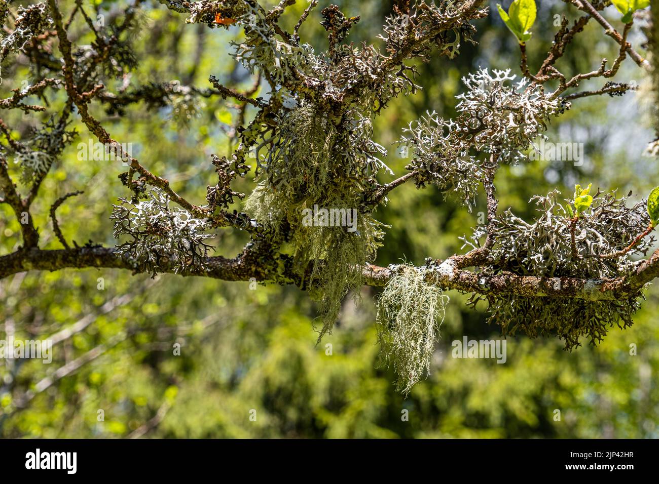 Straw beard lichen, other fungi and moss on the tree branch Stock Photo ...