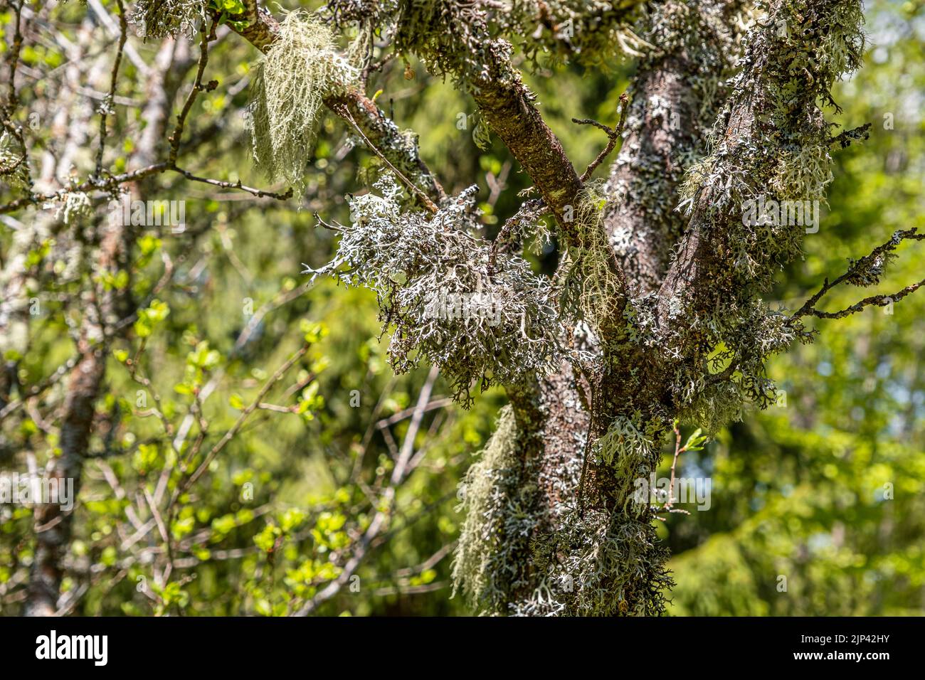Straw beard lichen, other fungi and moss on the tree branch Stock Photo ...