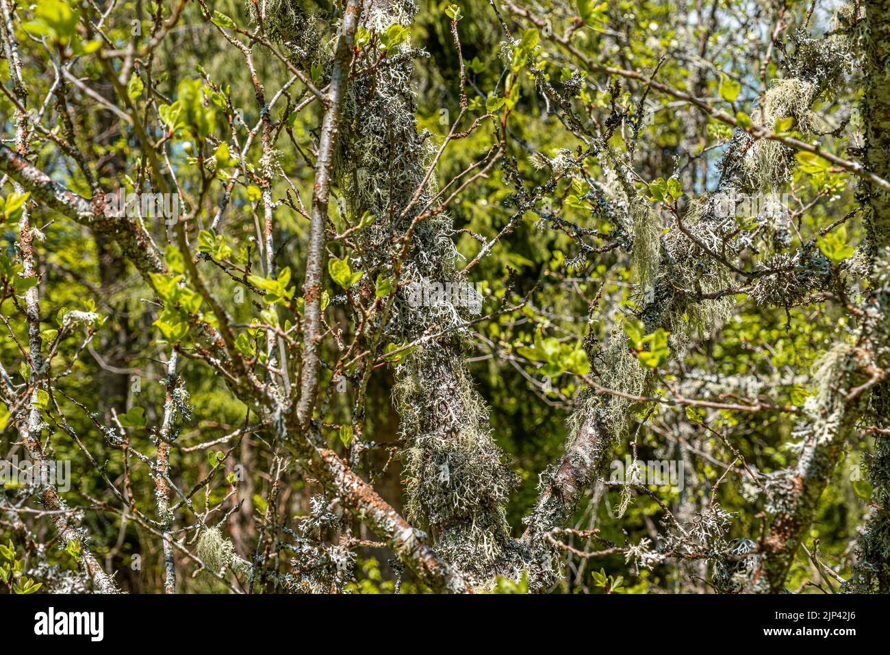 Straw beard lichen, other fungi and moss on the tree branch Stock Photo ...