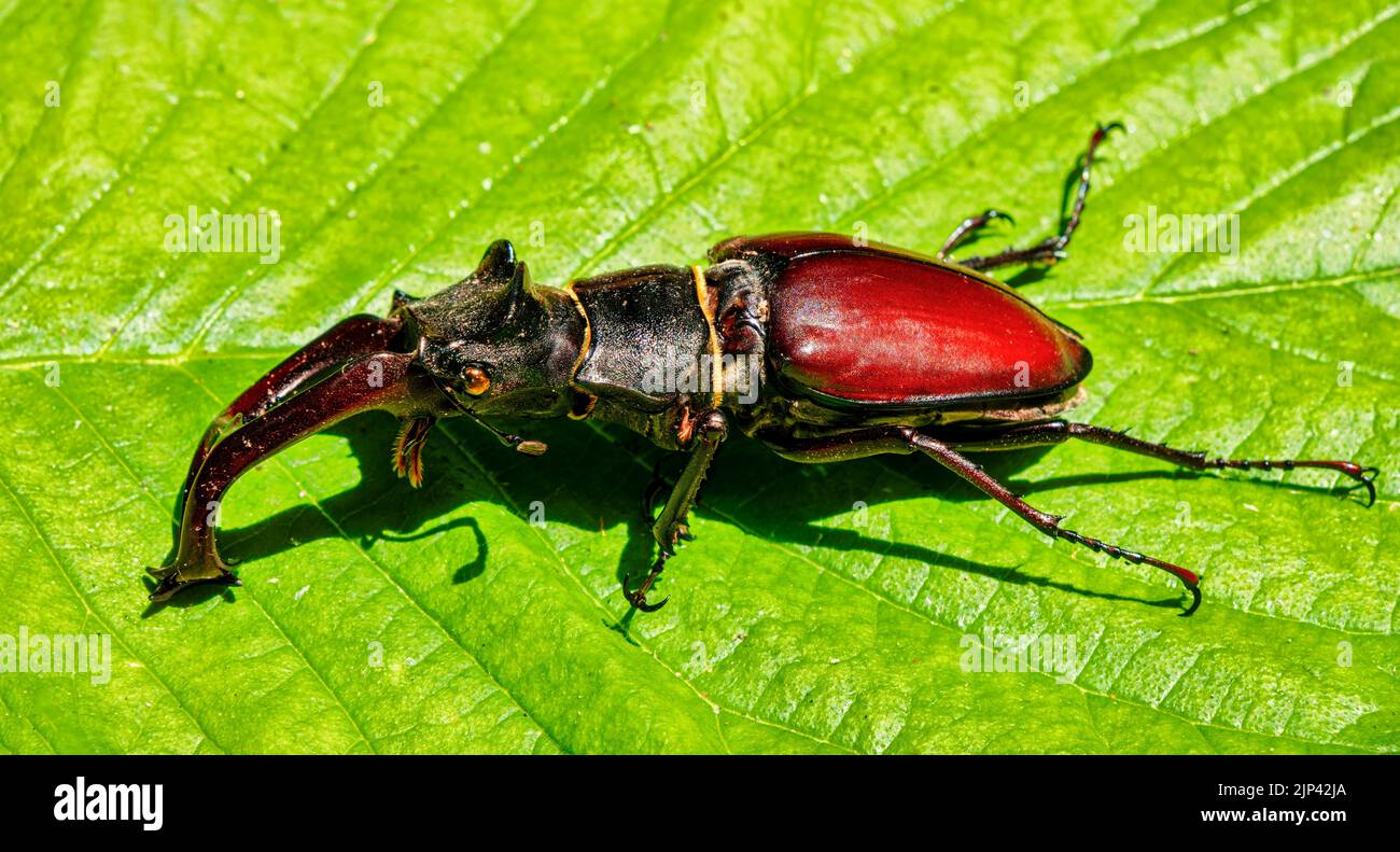 The big european stag beetle (Lucanus cervus) on a leaf Stock Photo - Alamy