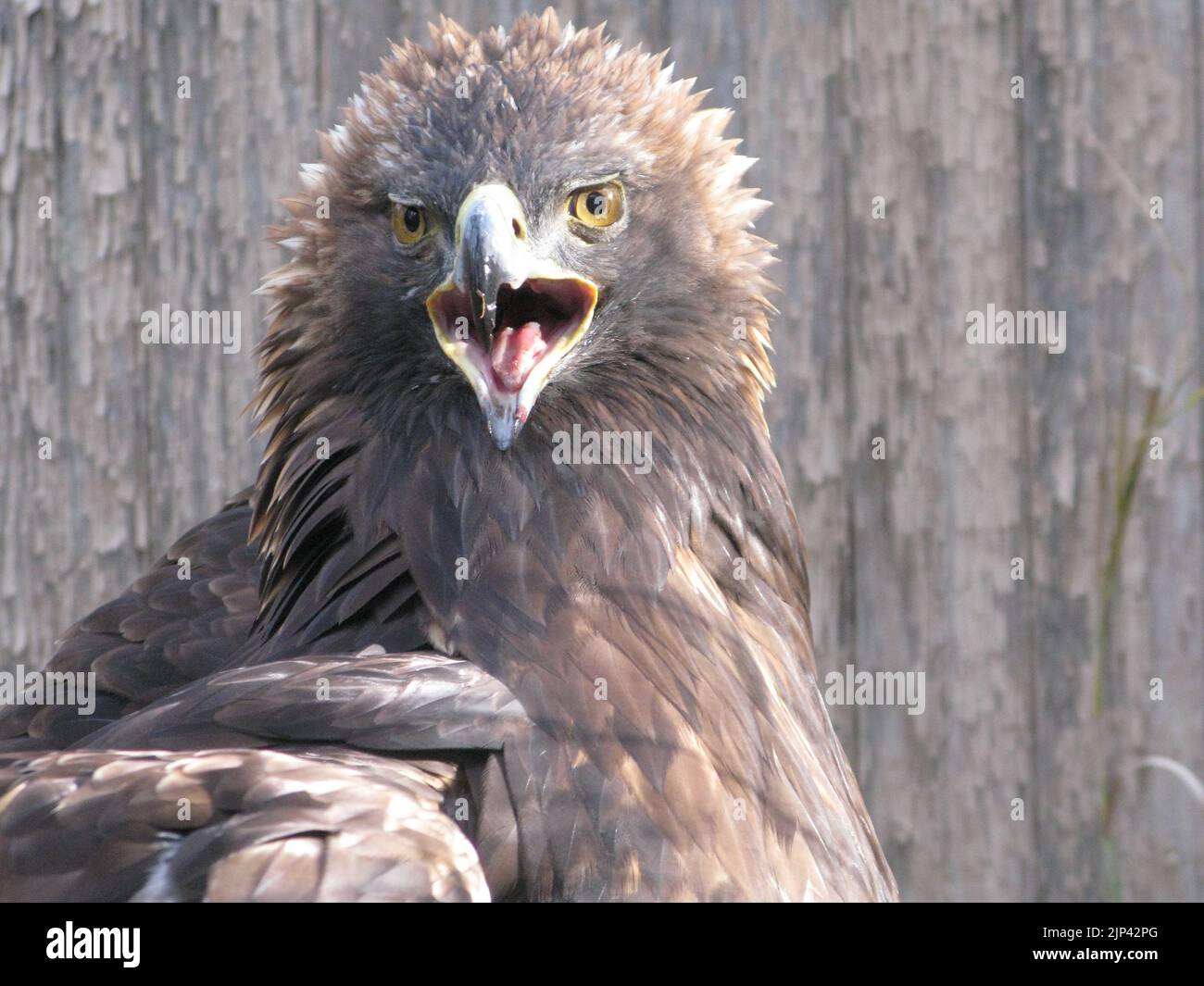 A closeup shot of a golden eagle (Aquila chrysaetos) with an open beak ...