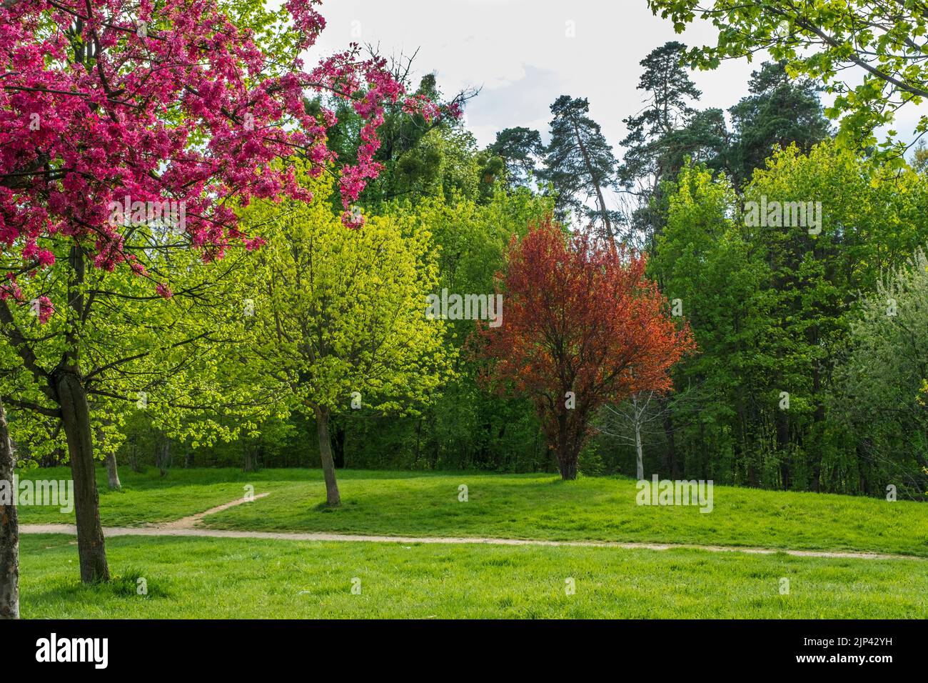 trees with beautiful spring flowers Stock Photo - Alamy