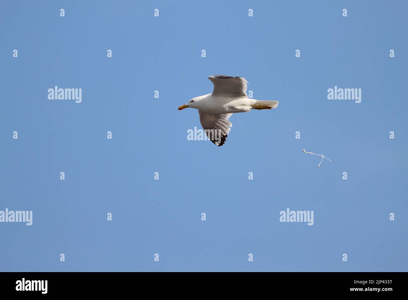 A Seagull dropping a poop while flying in a blue sky with wide open ...